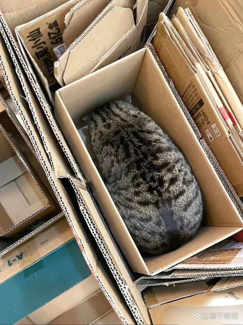 堆积的猫箱图标