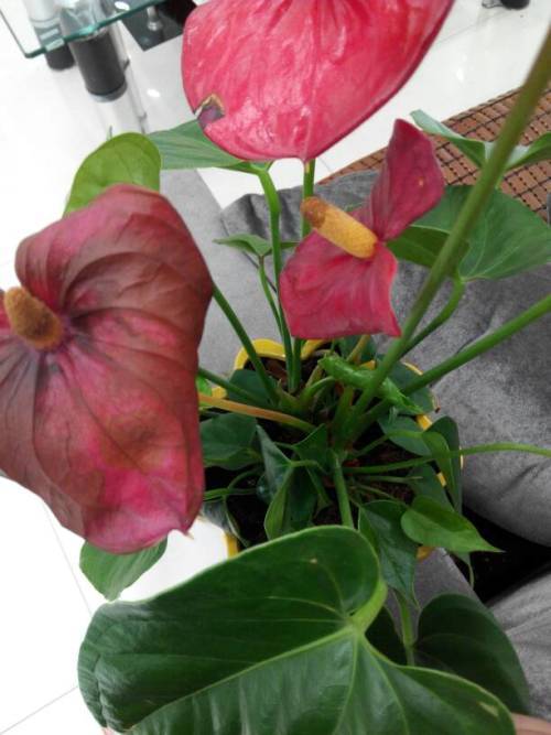 红掌花花朵发黑枯萎图标