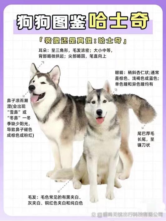 哈士奇品种