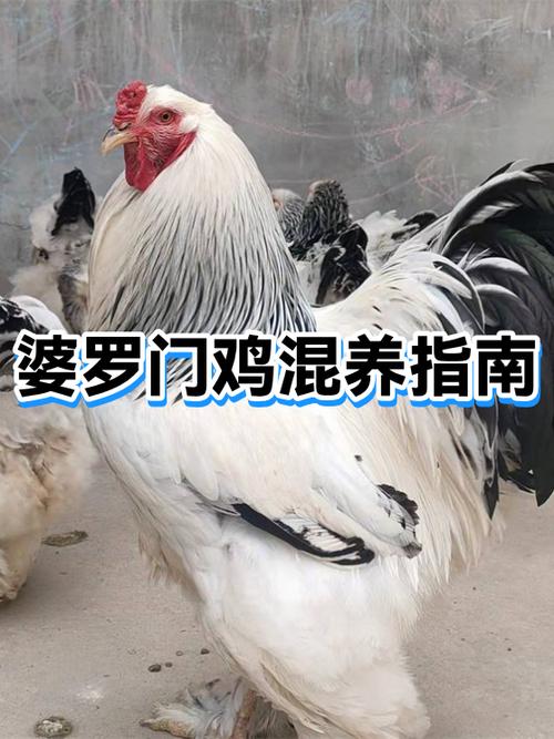 大小鸡混养最佳方法图标