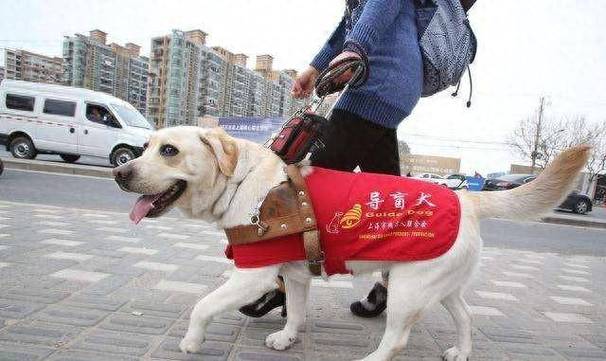 十大导盲犬的狗排名