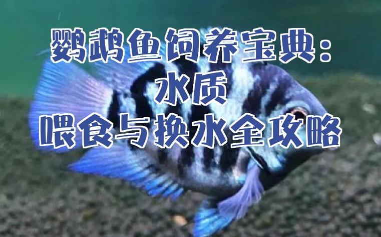 鹦鹉鱼怎么喂食图标