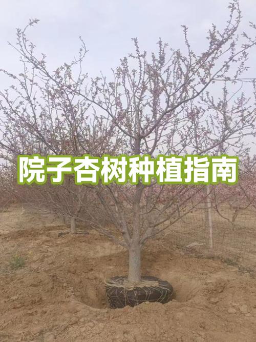 院子种几棵树最好图标