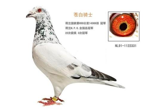 苍白骑士信鸽图标