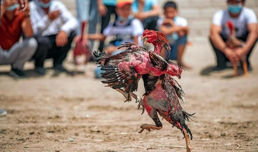 古代斗鸡游戏