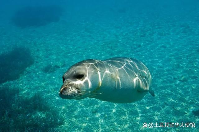 seal是什么动物图标