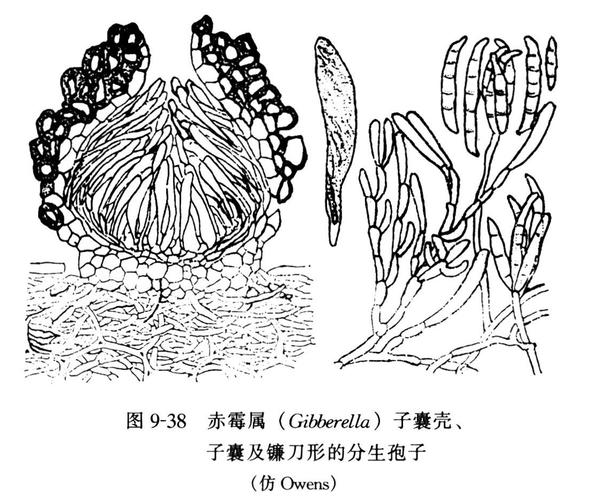 赤阝霉截图