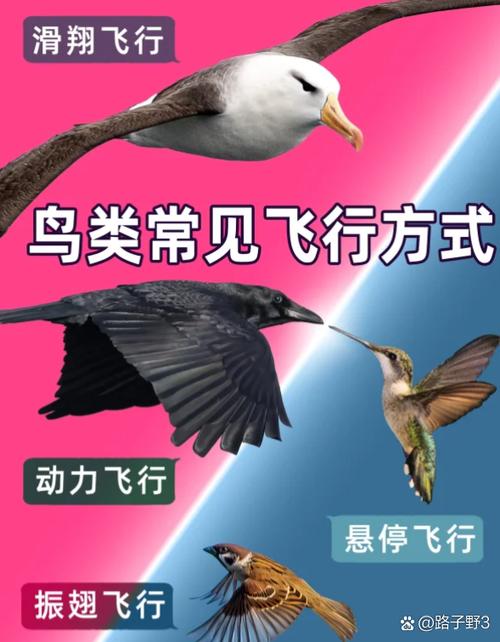 鸟类飞行能量计算公式缩略图
