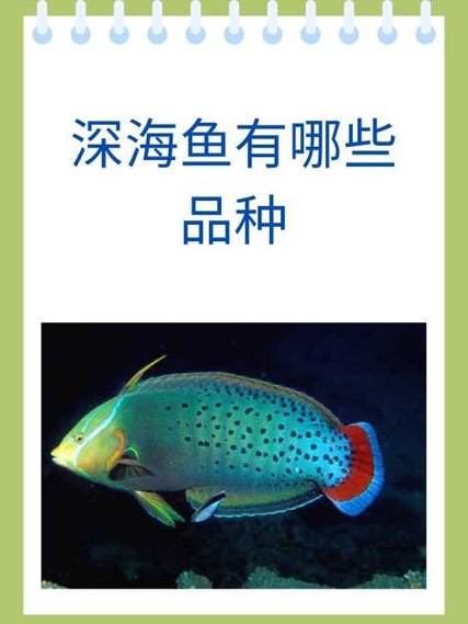 什么是深海鱼哪些是深海鱼图标