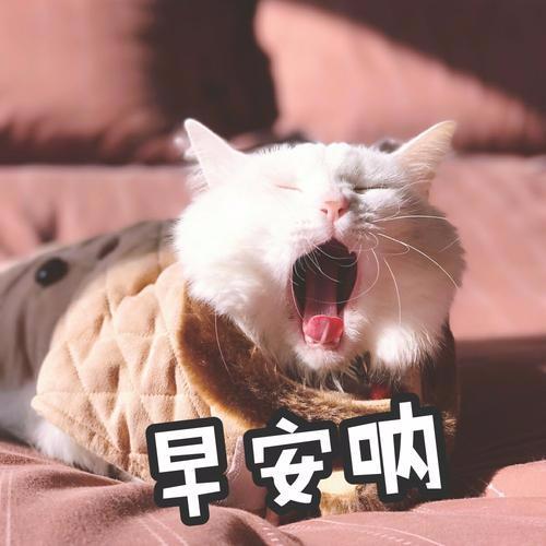 喵喵早安最新更新图标