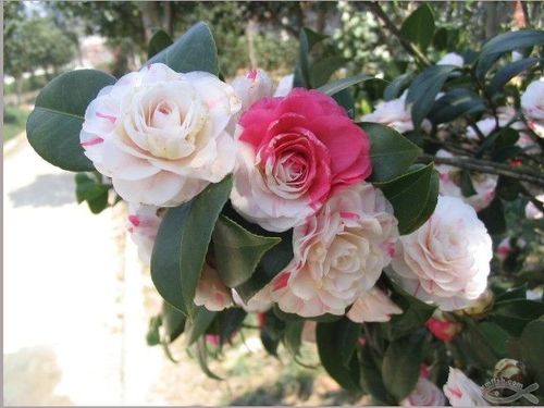 茶花的养殖图标