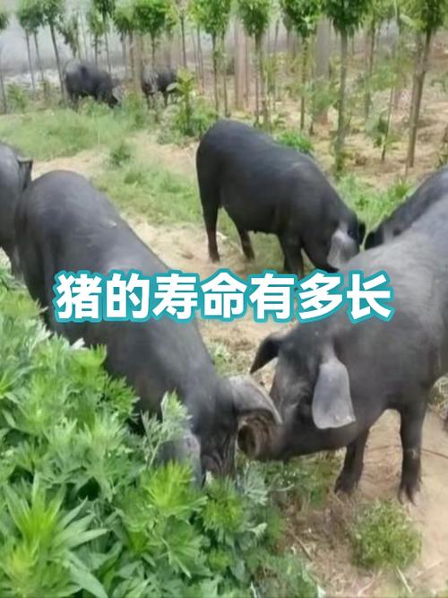 猪寿命能活多久图标
