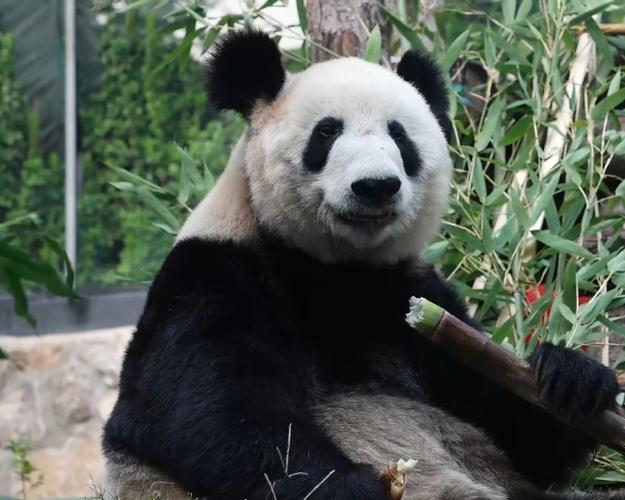 大熊猫丫丫简介图标