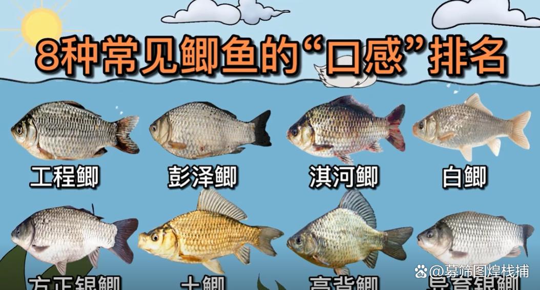 鲫鱼品种图片大全大图图标