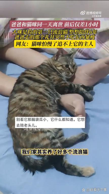 捡了流浪猫又不想养了截图