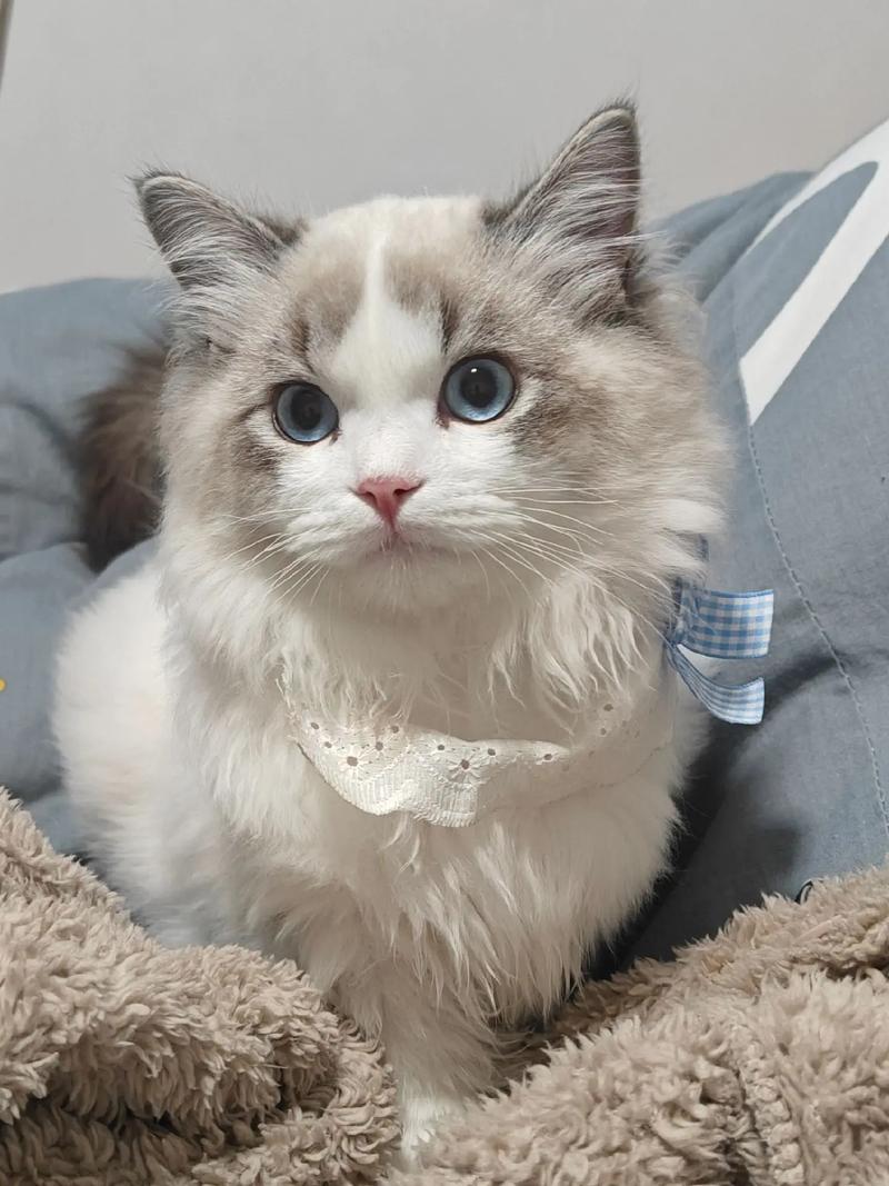 小猫接生需要注意什么