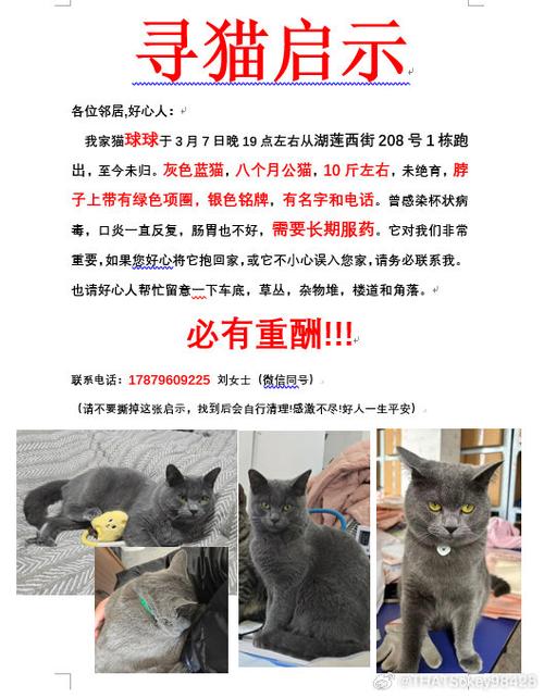 专业找猫的人真的能找到猫吗图标