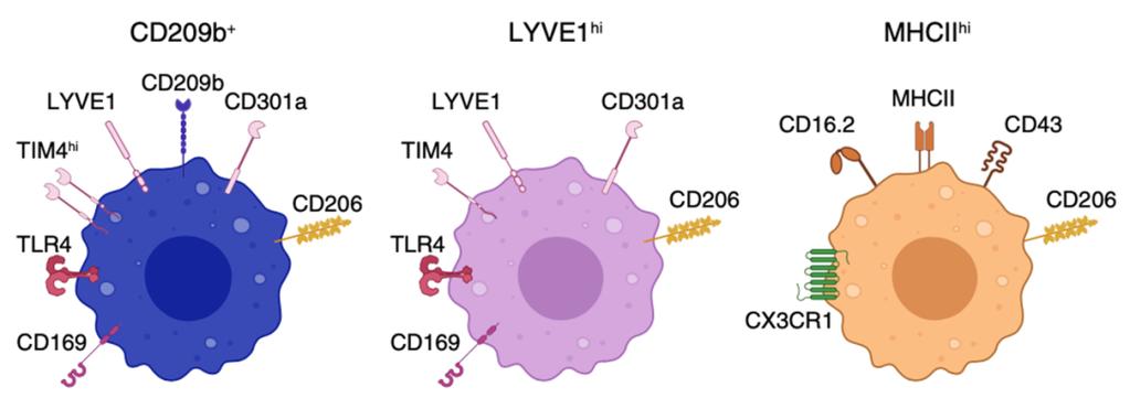 LYVE1巨噬细胞图标