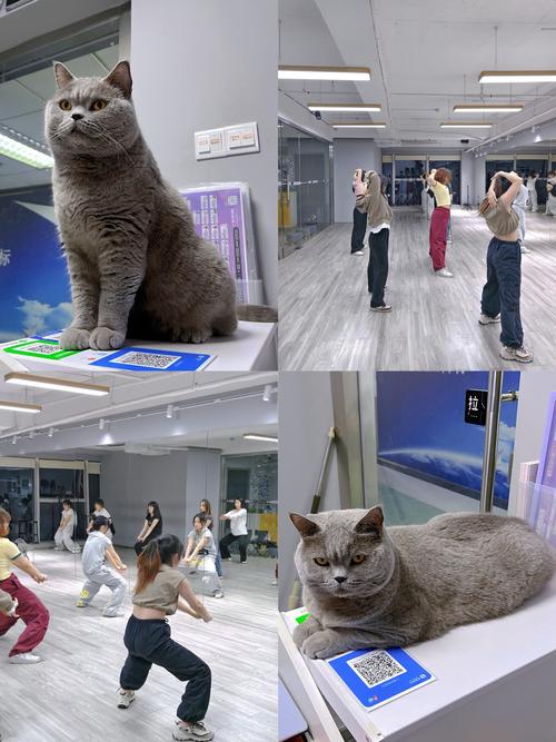 猫咪跳舞图标
