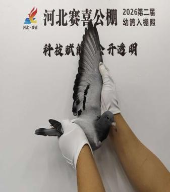 青鸽网公棚赛事直播图标