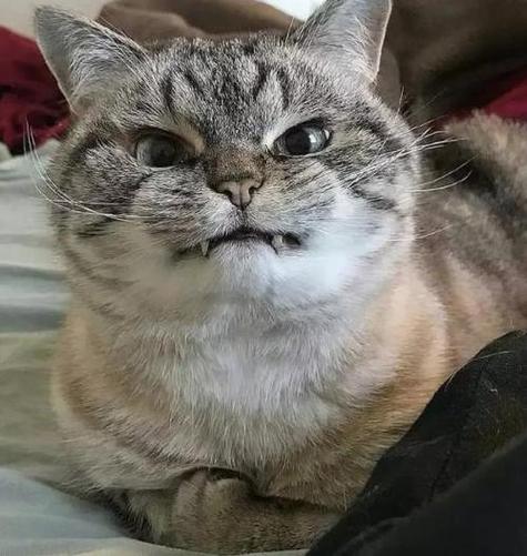 最凶残的猫图片图标