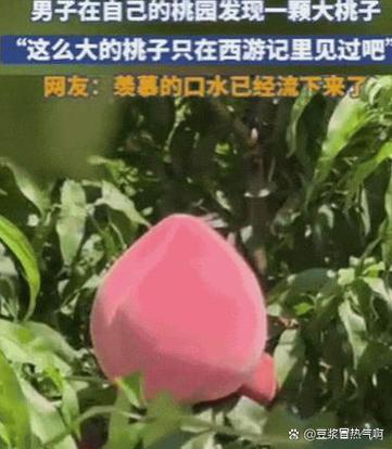 到底是谁摘桃子图标