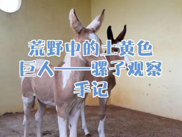 荒野大镖客2骡子如何处理截图