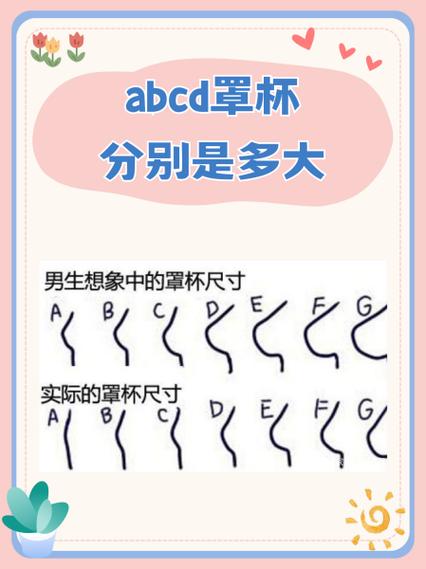 36胸罩是ABCD哪个截图