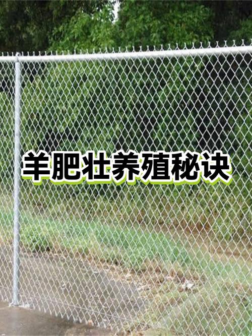 羊怎么养殖方法图标