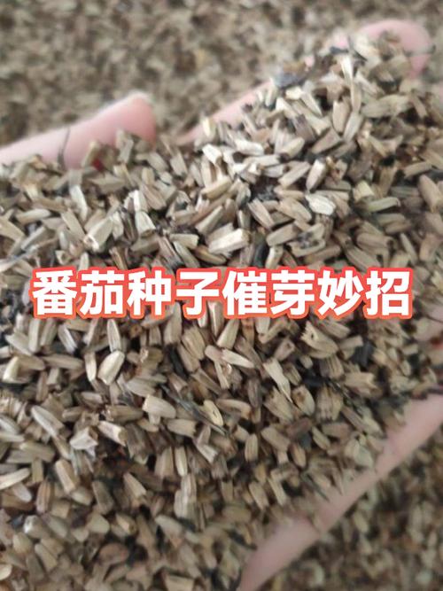 番茄用什么种子种图标