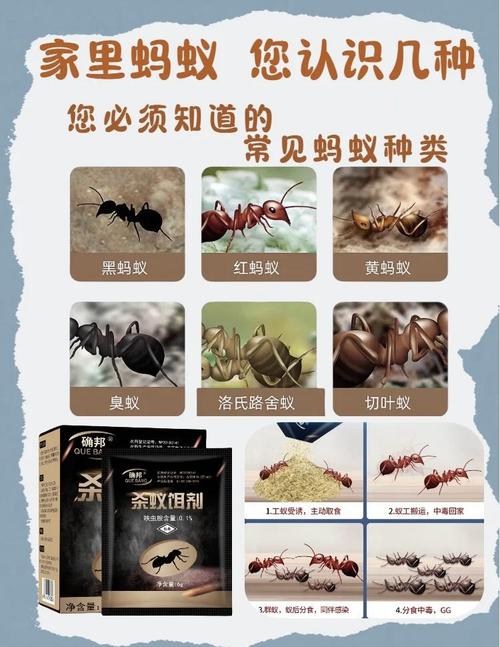 蚂蚁常见种类
