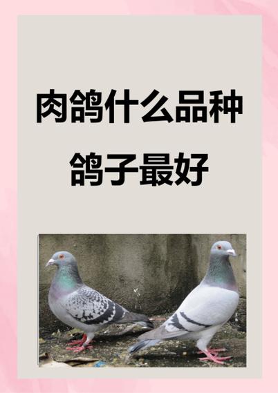 鸽子最旺三种人图标