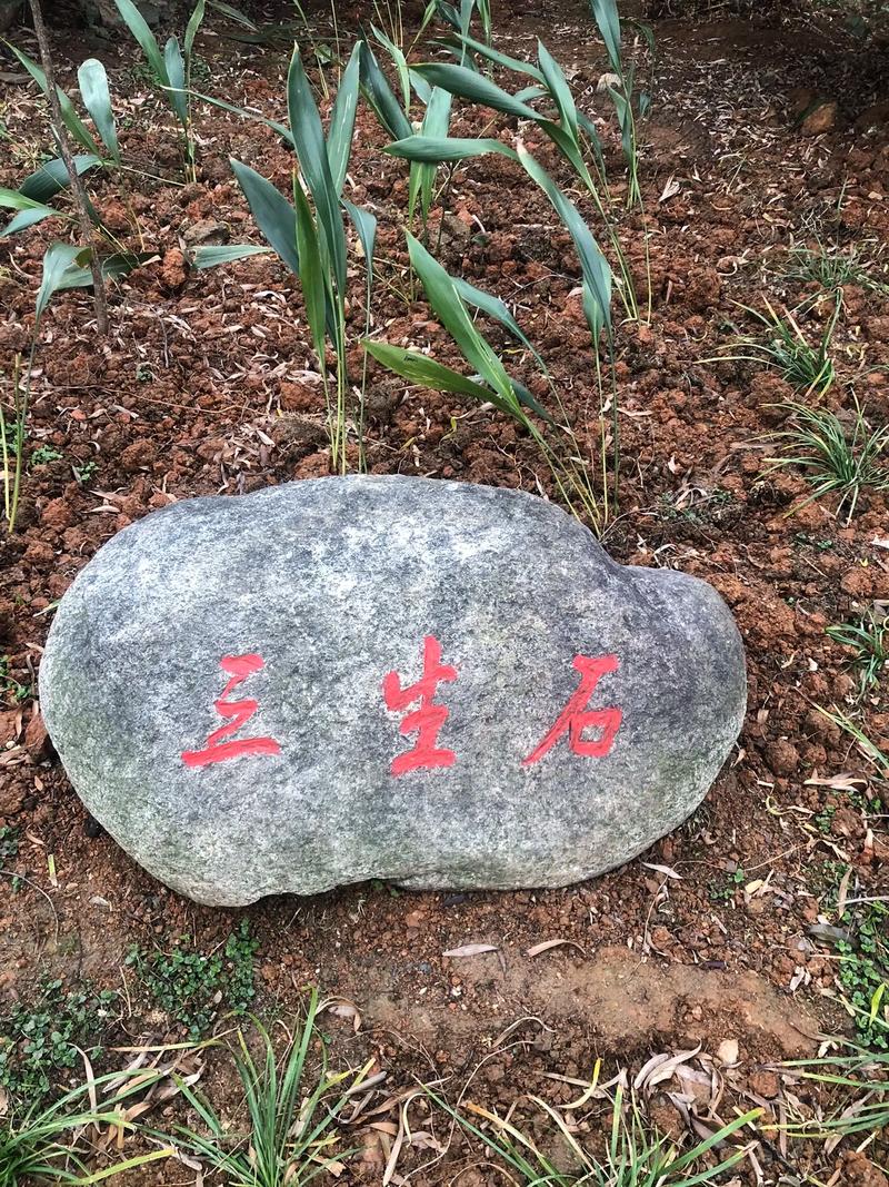 月待圆时石桂嫁了谁图标