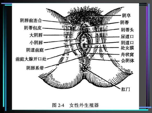 女性身体部位名称示意图图标