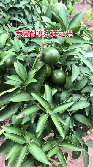想种植新品种柑橘果