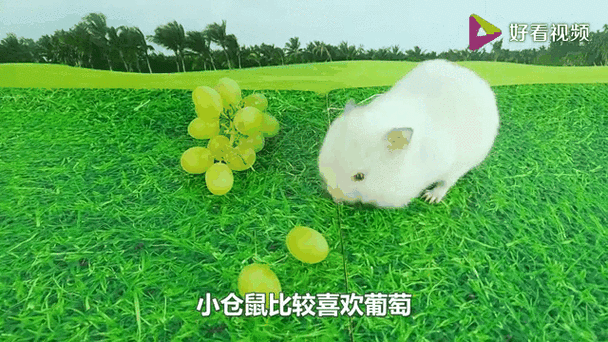 仓鼠可以吃橘子吗可以吃桔子吗图标