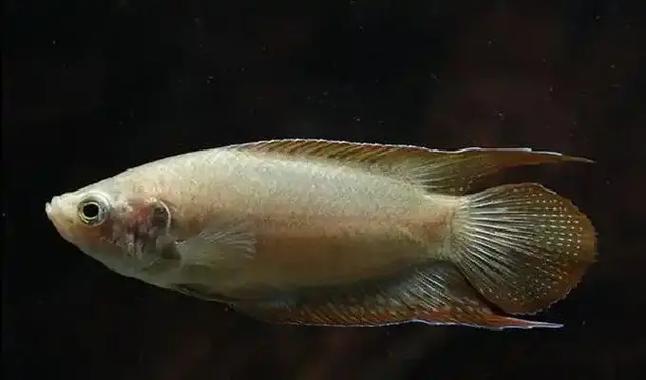斗鱼看一会电脑就死机图标