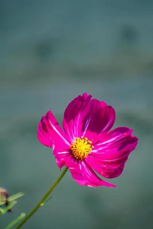 花丁田园截图