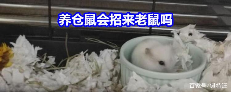 养仓鼠会引来老鼠吗图标