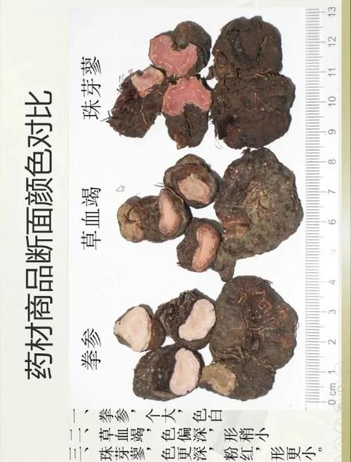 中药识别图片大全图标