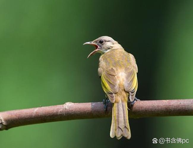 小鸟赚图标
