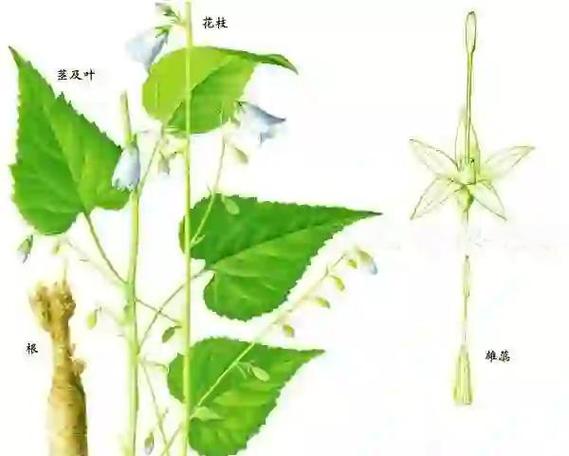 本草纲目药方大全及功效图标