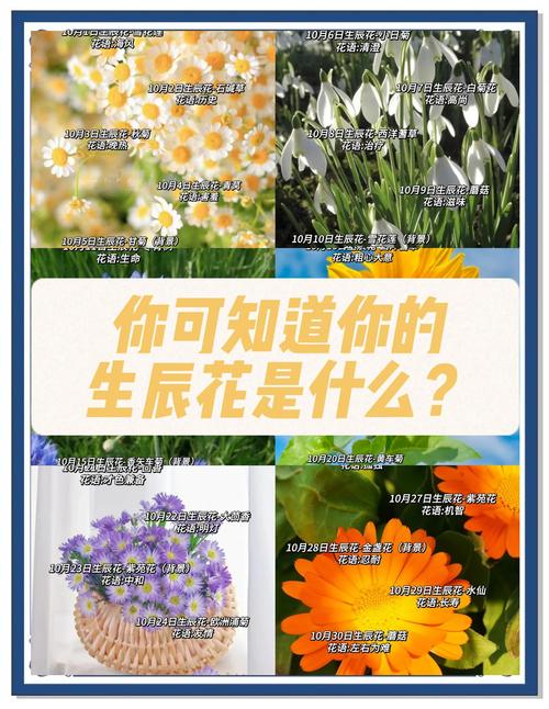 生辰花查询截图