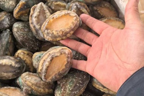 带壳小鲍鱼怎么做好吃图标