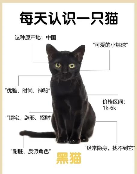 黑猫脚本官网截图