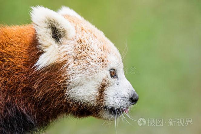 熊猫 猫熊图标