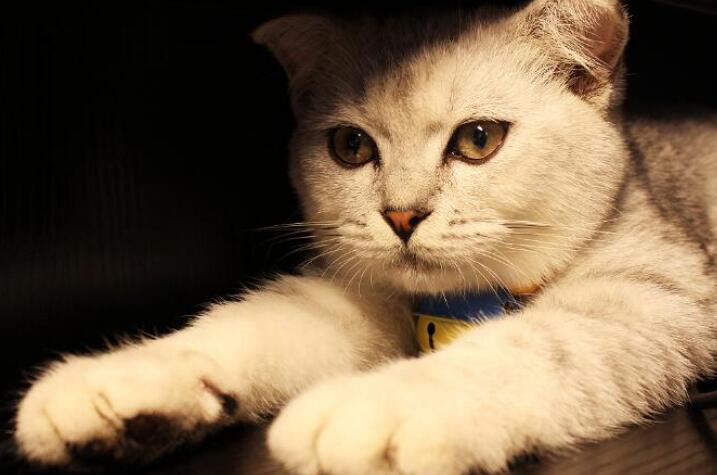 猫咪四肢无力站不起来图标
