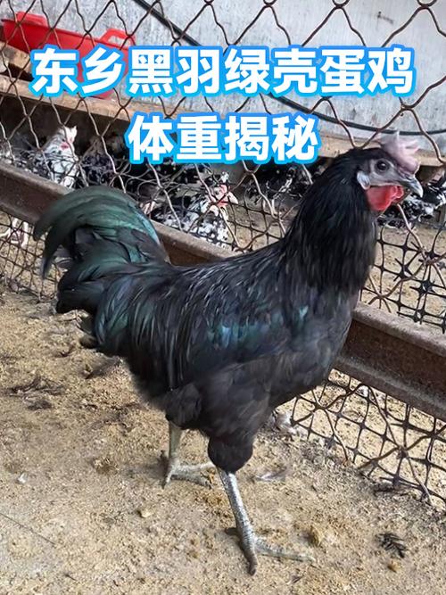 绿壳蛋鸡图标