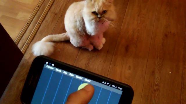 模仿猫叫声音软件图标