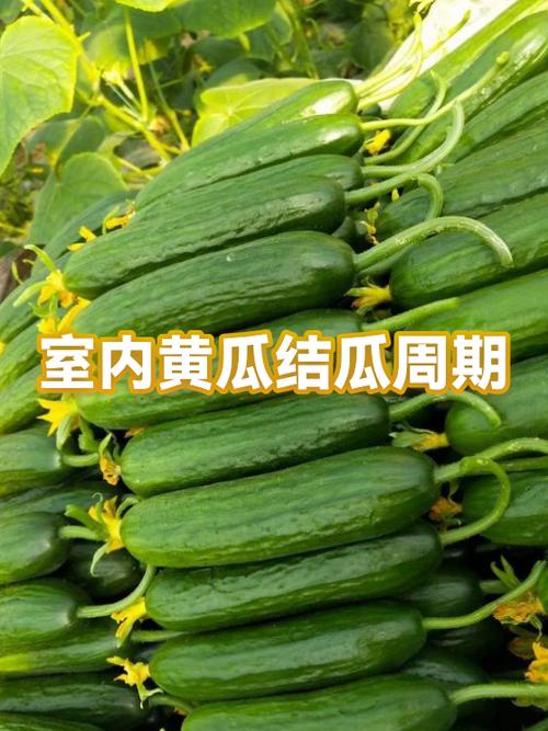 黄瓜瓜条短如何变长图标